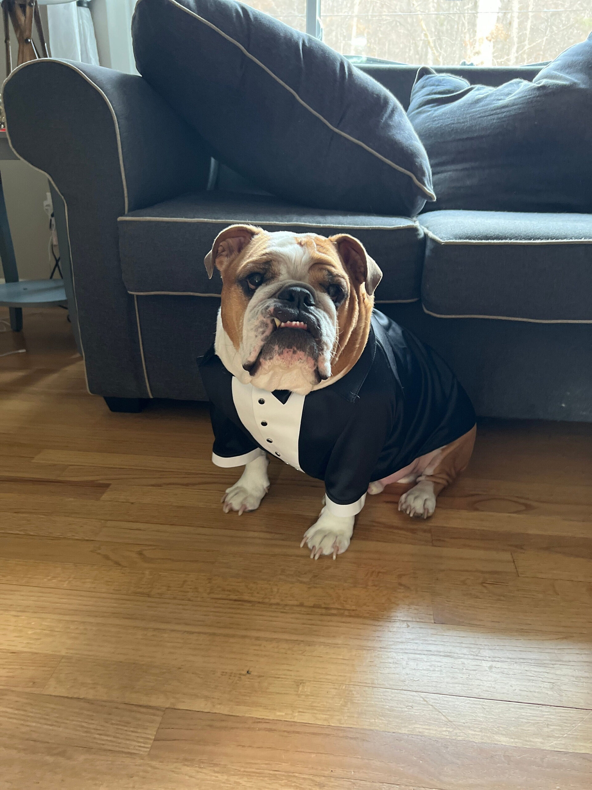 Dog Tuxedos (Page 1 of 1)