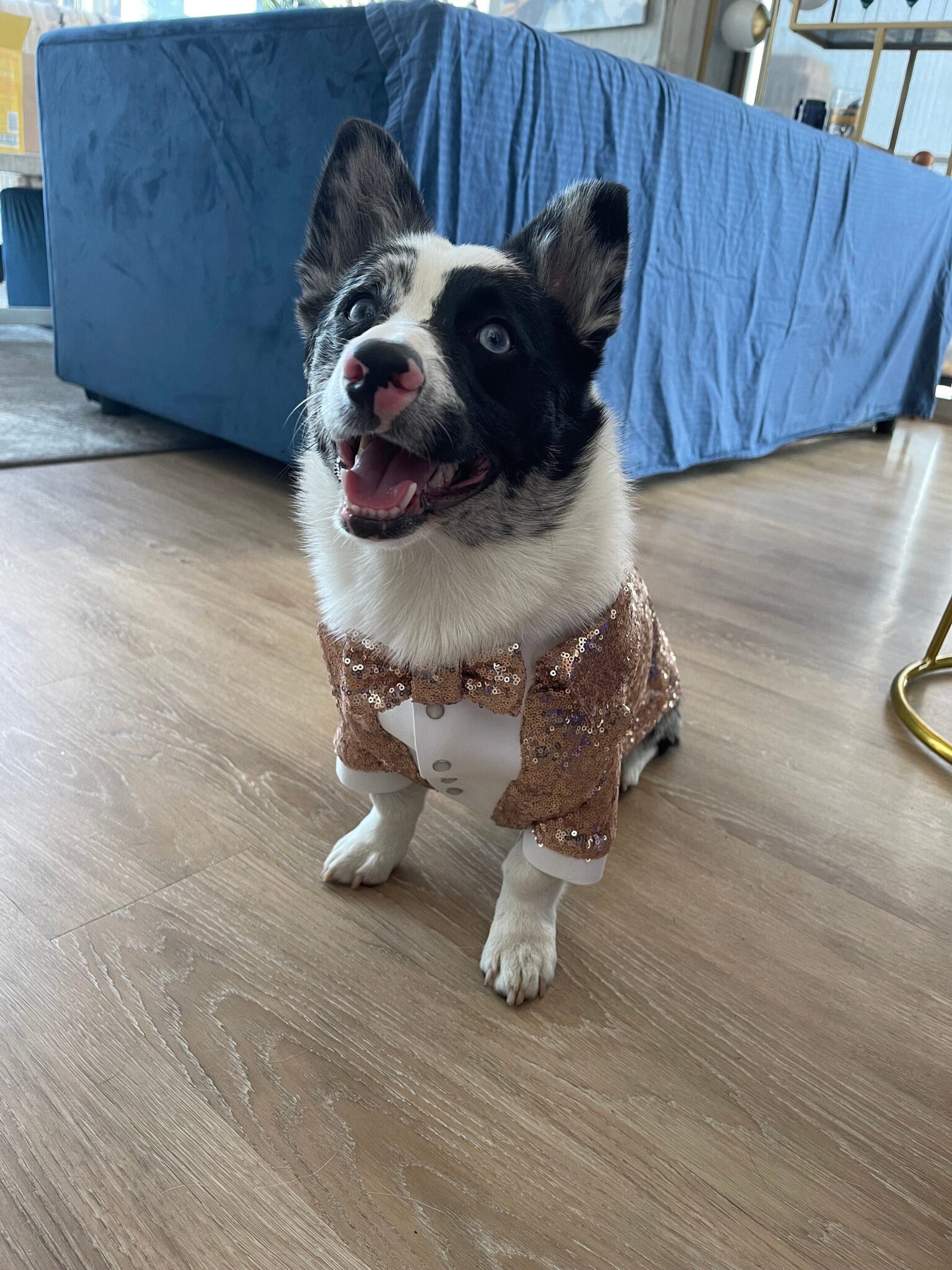 Dog Tuxedos (Page 1 of 1)
