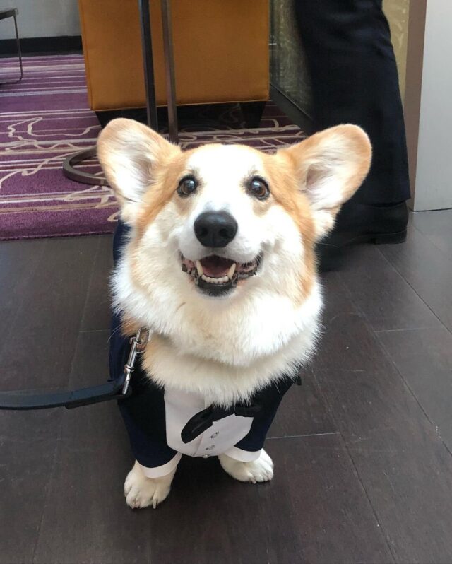 Dog Tuxedos (Page 1 of 1)
