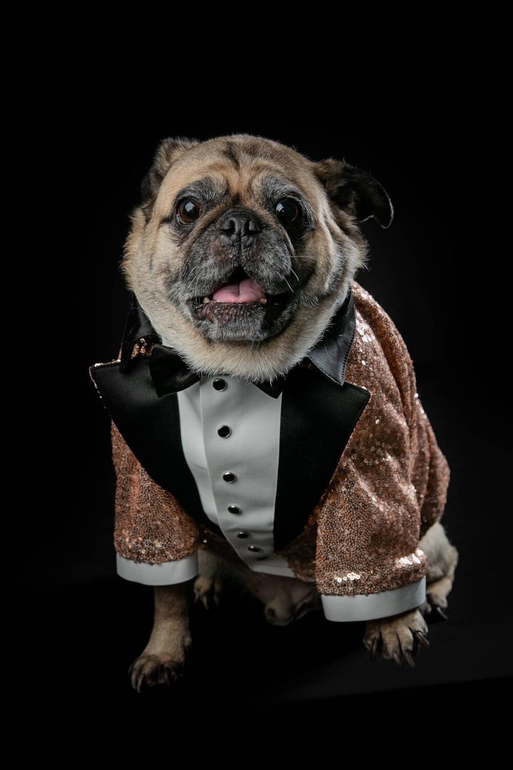 Dog Tuxedos (Page 1 of 1)